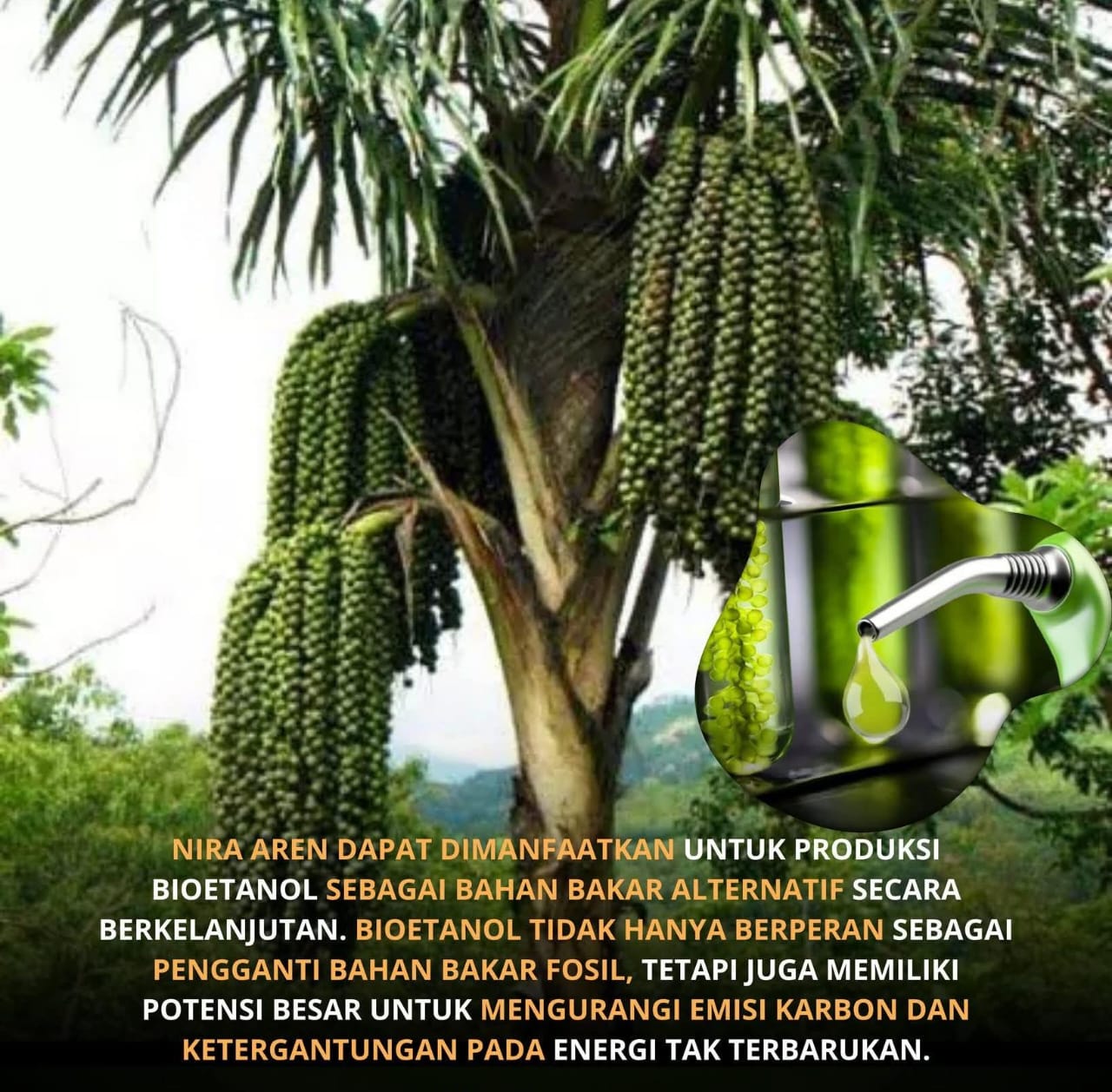 Nira Aren Dapat Dimanfaatkan untuk Produksi Bioetanol Sebagai Bahan ...